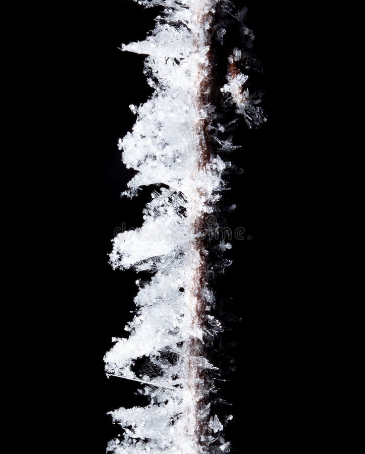 White Snowflakes on a Tree Branch is Isolated on a Black Background ...