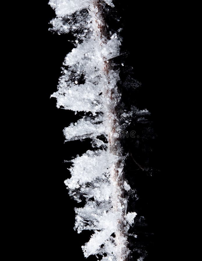 White Snowflakes on a Tree Branch is Isolated on a Black Background ...