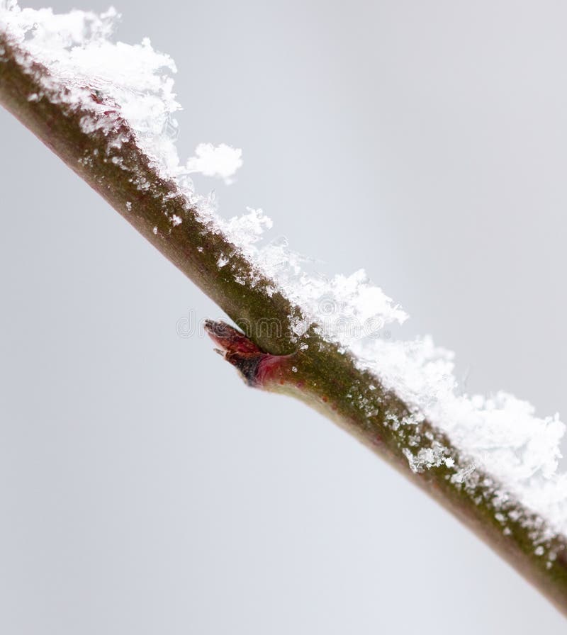 White Snowflakes on a Tree Branch in Winter. Stock Image - Image of ...