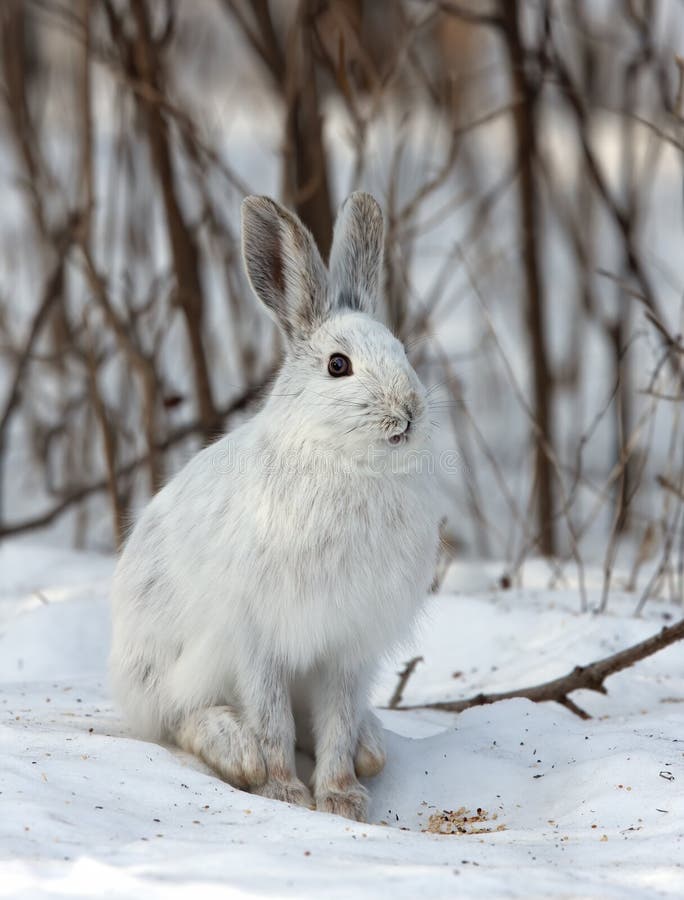 A White Snowshoe Hare Sitting in the Snow in Winter in Canada Stock ...