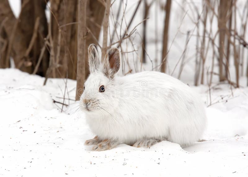 A White Snowshoe Hare Sitting in the Snow in Winter in Canada Stock ...