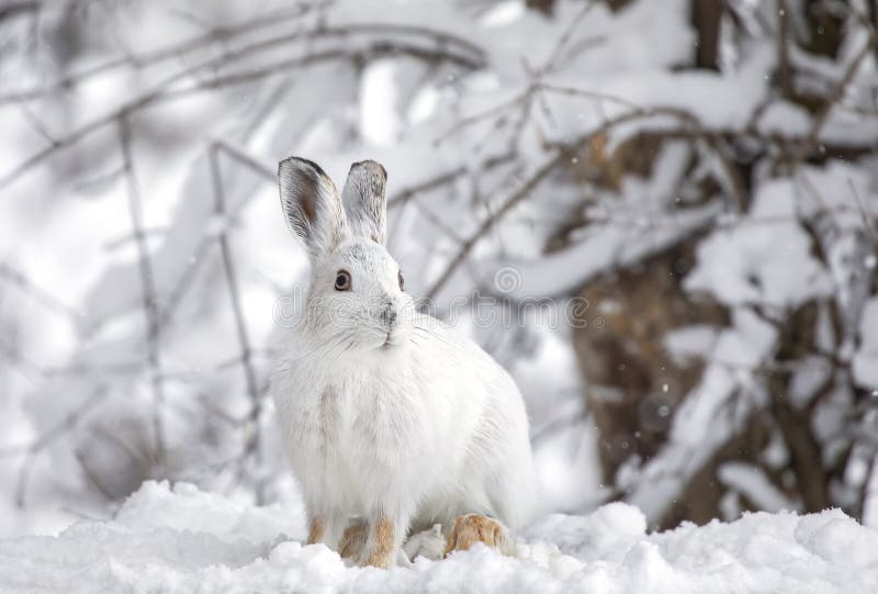 A White Snowshoe Hare or Varying Hare Running through the Winter Snow ...