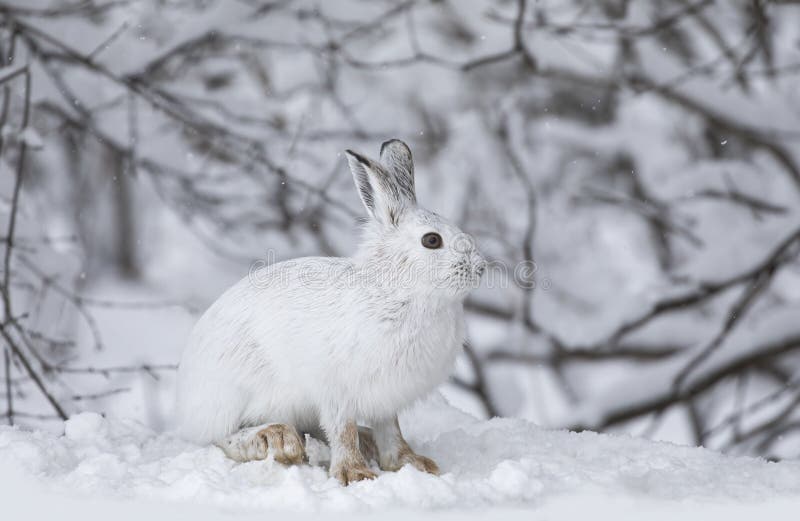 A White Snowshoe Hare or Varying Hare Closeup in Winter in Canada Stock ...