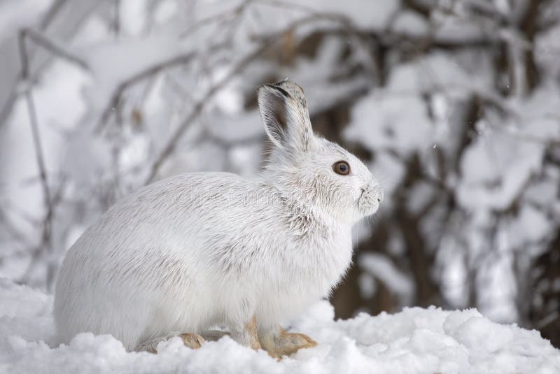 A White Snowshoe Hare or Varying Hare Closeup in Winter in Canada Stock ...
