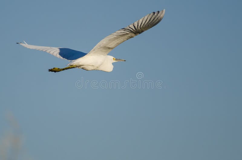 Snowy Egret Flying in Blue Sky Stock Image - Image of bird, waterfowl ...