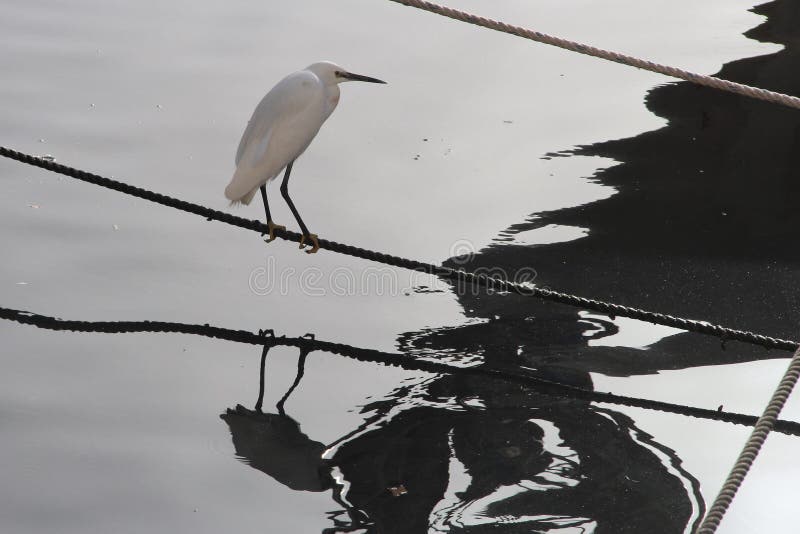 White Snowy Egret Perching on a Wire Reflected in the Lake Stock Photo ...