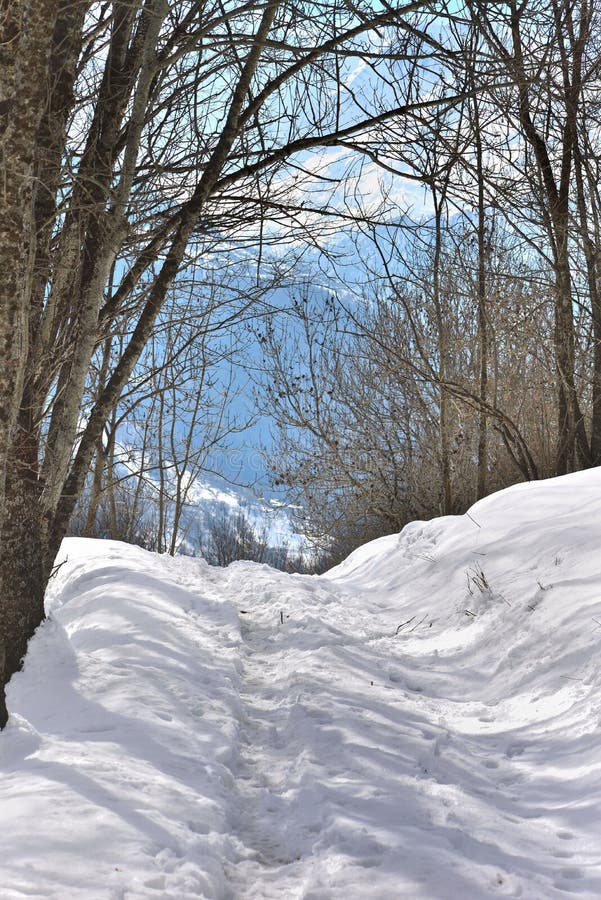 Snowy Hiking Trail Crossing a Forest in Alpine Mountain Stock Photo ...