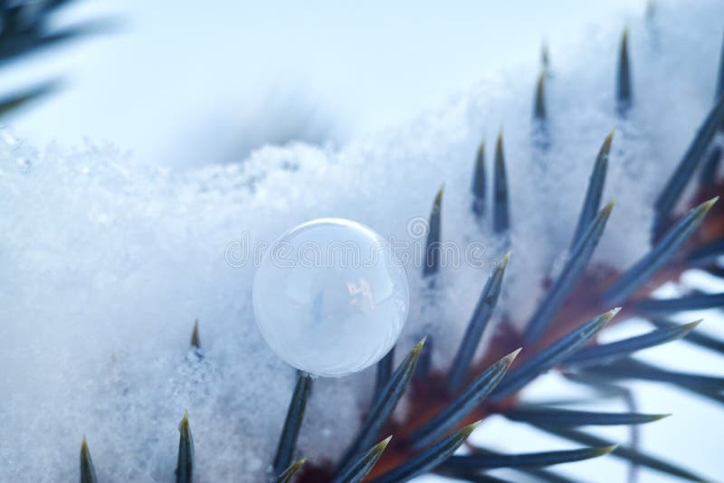 White Soap Bubble Frozen on a Christmas Tree Branch in Winter Stock ...