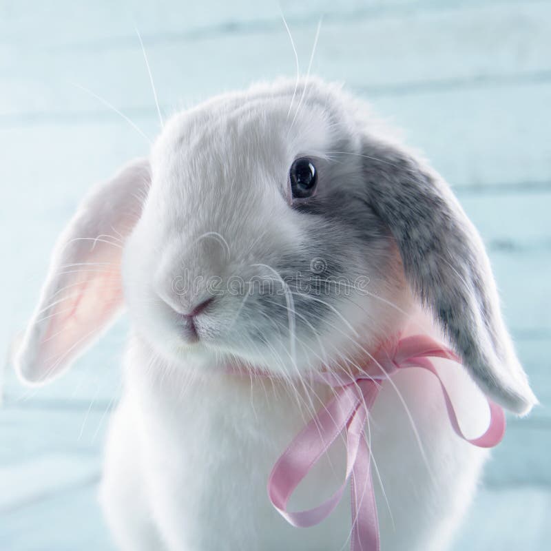 White soft bunny rabbit stock image. Image of domestic - 52393257