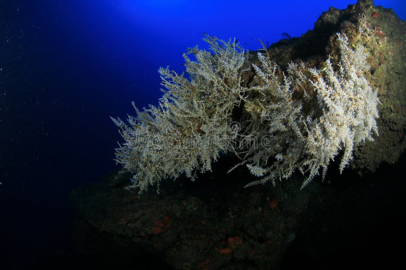 White Soft Coral on the Reef Wall Stock Photo - Image of aqua, rocky ...