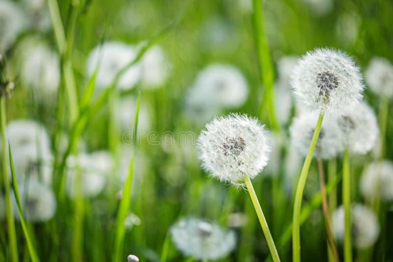 Soft dandelion flowers stock image. Image of delicate - 23885601