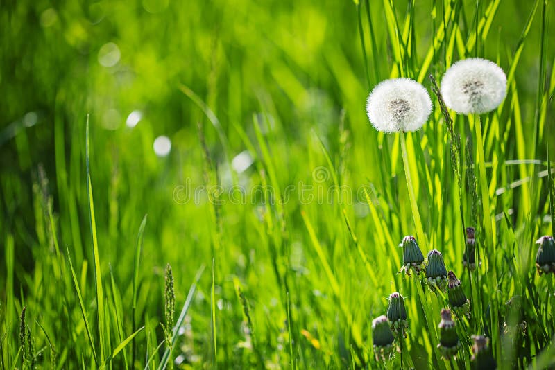 Soft Dandelion Flower Background Stock Image - Image of brown, green ...