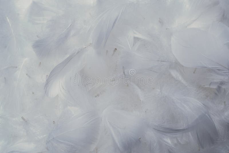White Soft Feathers Background Stock Illustration - Illustration of ...
