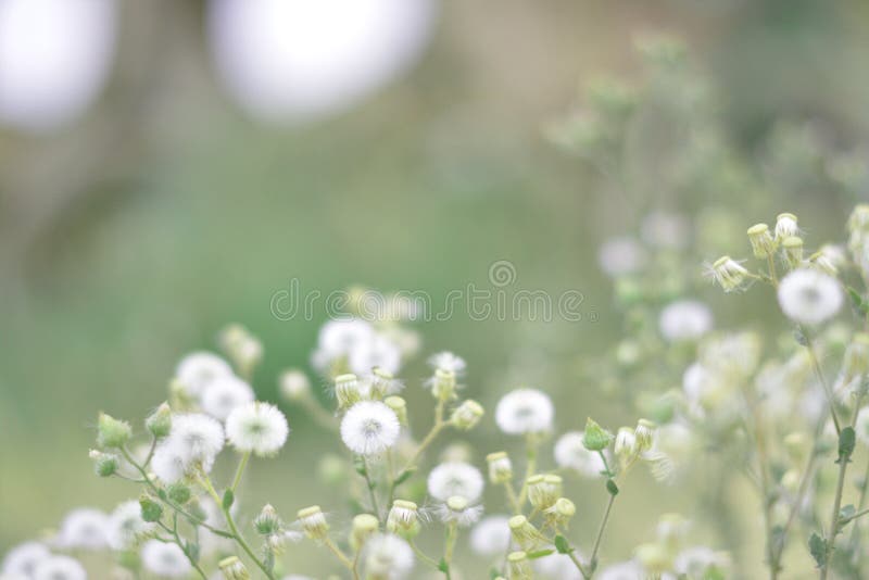 White soft flowers stock image. Image of flowerbed, blue - 72886511