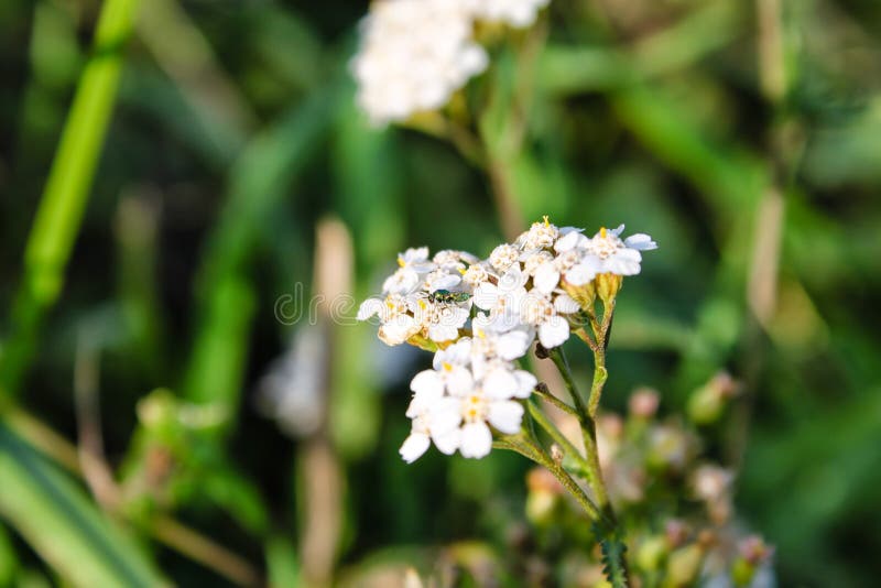 White Soft Meadow Flower in Spring 2 Stock Image - Image of idyll ...