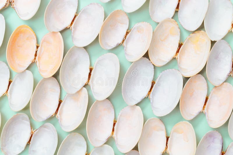 White and Soft Pink Shells. Summer Design Background with Natural ...