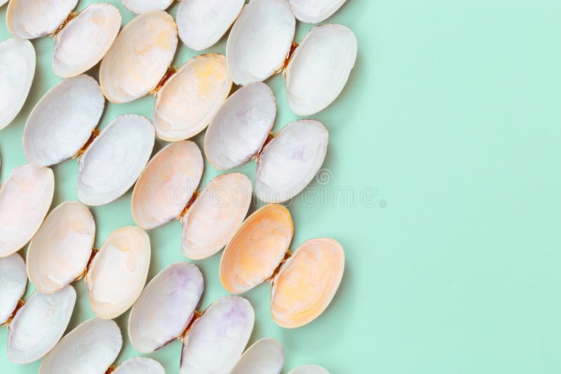 White and Soft Pink Shells. Summer Design Background with Natural ...