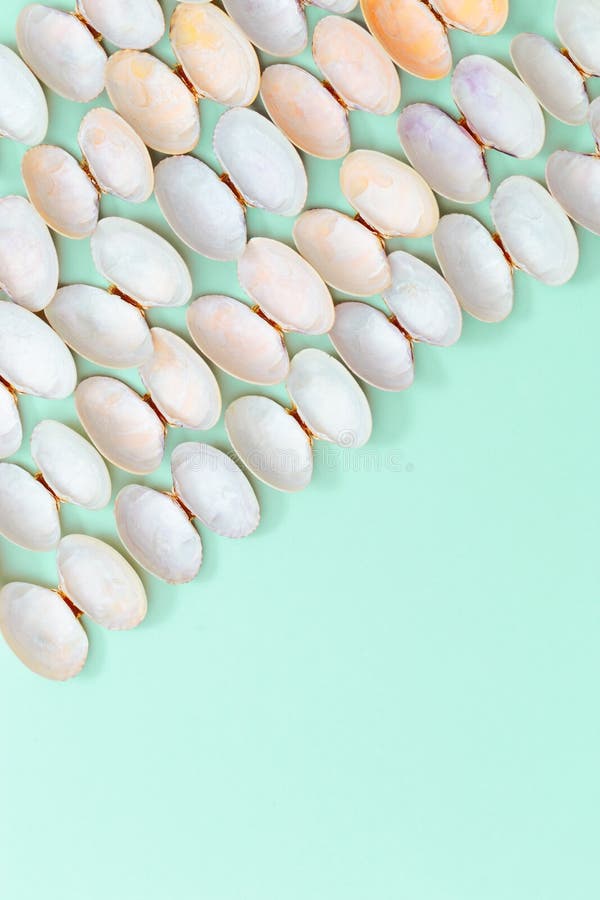 White and Soft Pink Shells. Summer Design Background with Natural ...