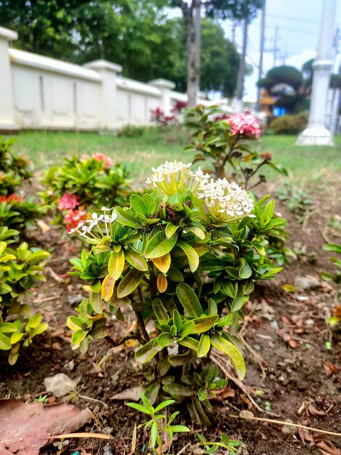 White soka flower stock image. Image of color, flower - 330266979