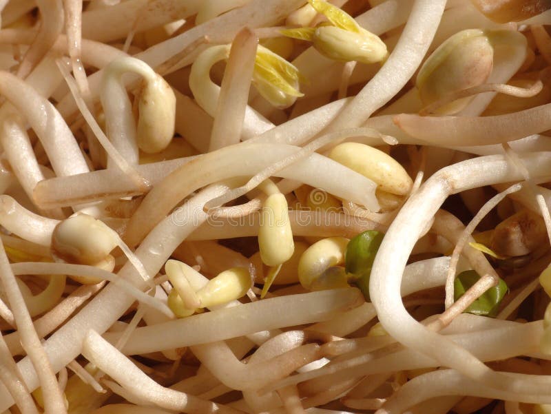 White soy bean sprouts stock photo. Image of closeup - 13477398