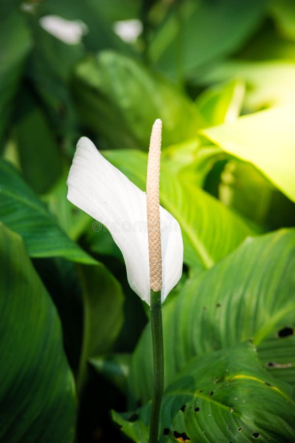 White spadix flower stock photo. Image of nature, closeup - 49311492