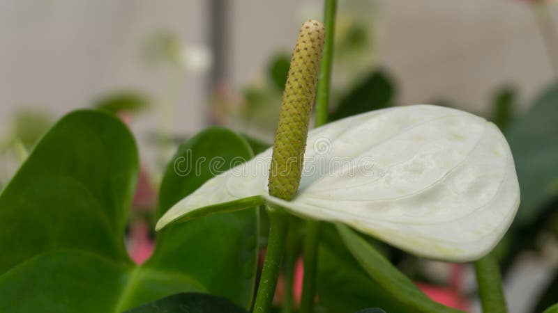 White spadix stock photo. Image of decorative, decor - 86673506