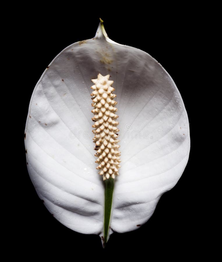 White spadix flower stock photo. Image of nature, closeup - 49311492