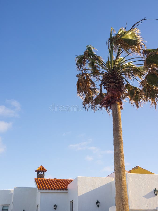 White Spanish Houses with Palm Tree Stock Photo - Image of europe ...