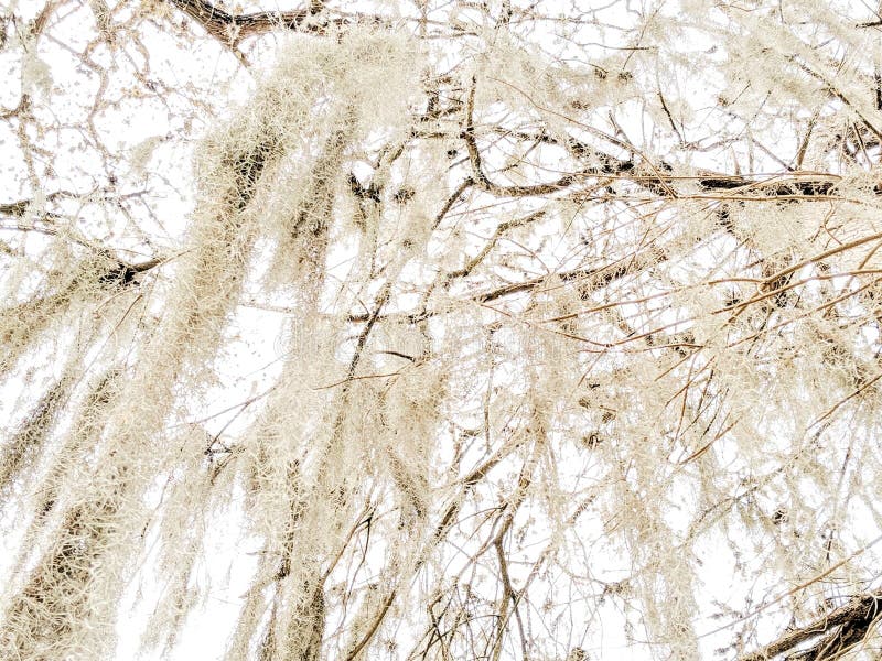 White Spanish Moss stock image. Image of tree, bllms - 139812669