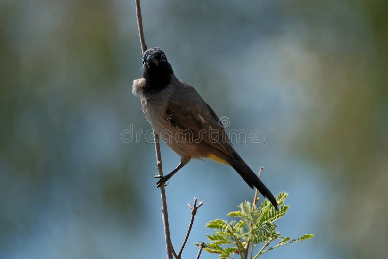 White-spectacled bulbul stock photo. Image of garden - 348158112
