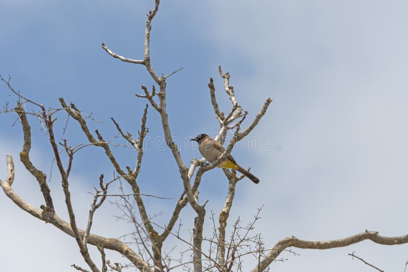 White-spectacled Bulbul in a Tree Stock Image - Image of middle, bubul ...