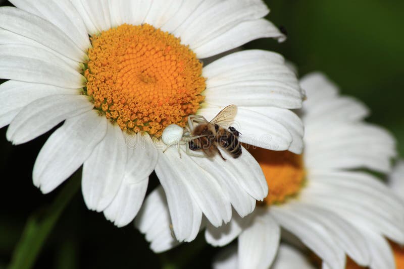 White spider eating a bee stock image. Image of green - 42074821