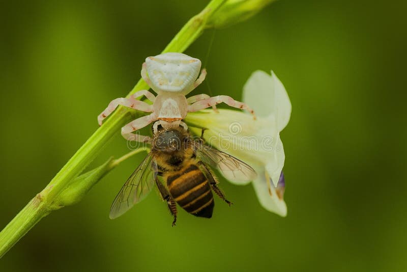 White spider eating bee stock image. Image of aurantia - 72290025