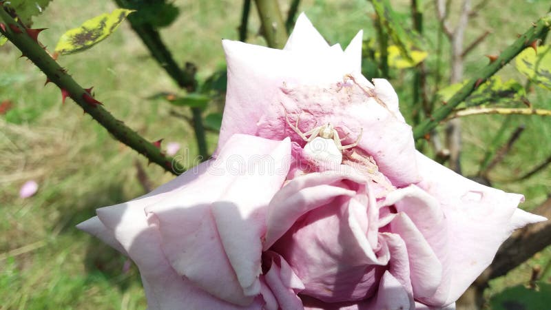 463 Fat Spider Stock Photos - Free & Royalty-Free Stock Photos from ...