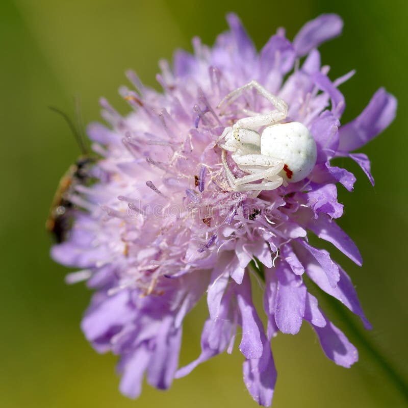 White spider on flower stock photo. Image of flora, crab - 89333264