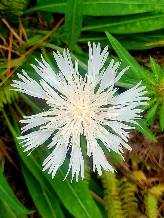 White Spider Flower stock image. Image of grass, spider - 221669871