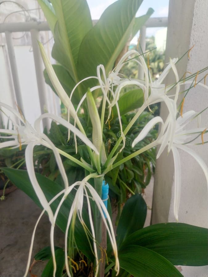 White Spider Lily Flowers Blooming in a Pot. Stock Image - Image of ...