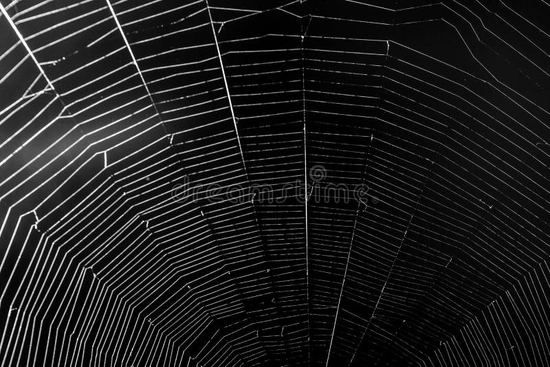 White Spider`s Net Isolated on a Black Background. . Stock Photo ...