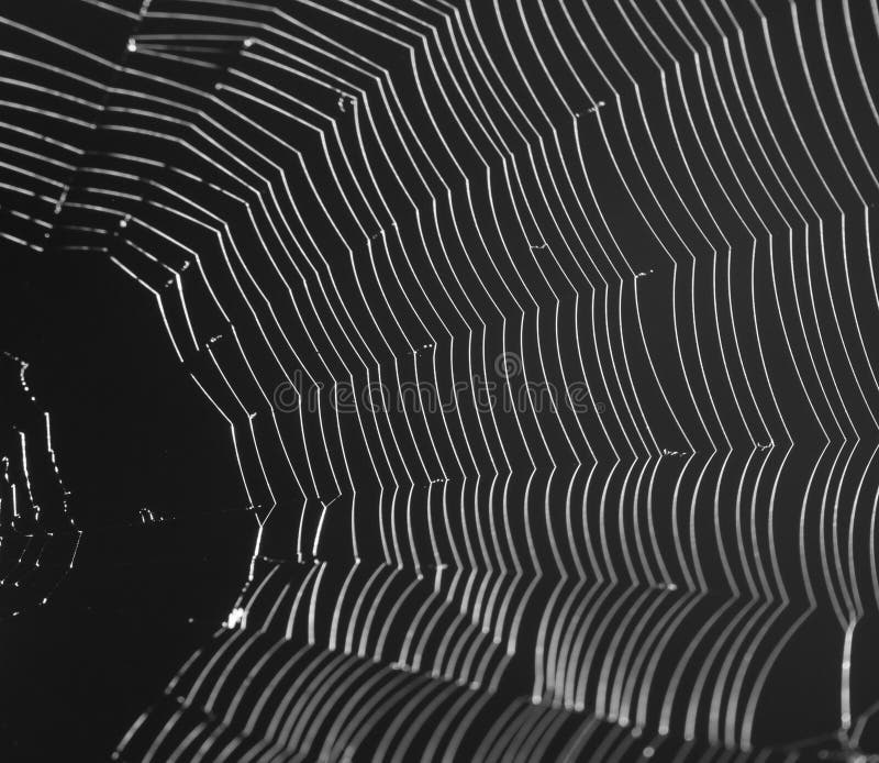 White Spider`s Net Isolated on a Black Background. . Stock Photo ...