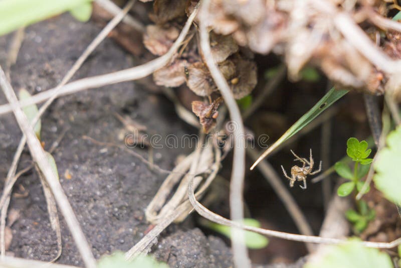 Smiling spider stock photo. Image of pink, villan, cake - 230924996
