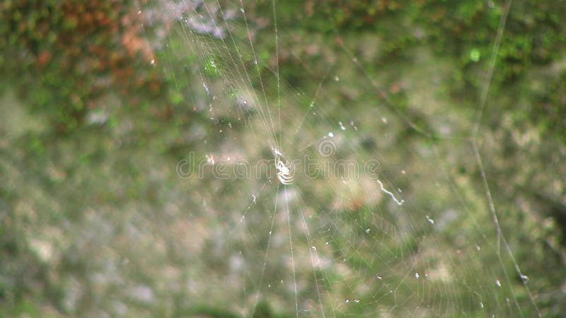 Spider Web Blowing in the Wind Stock Video - Video of beauty, insect ...