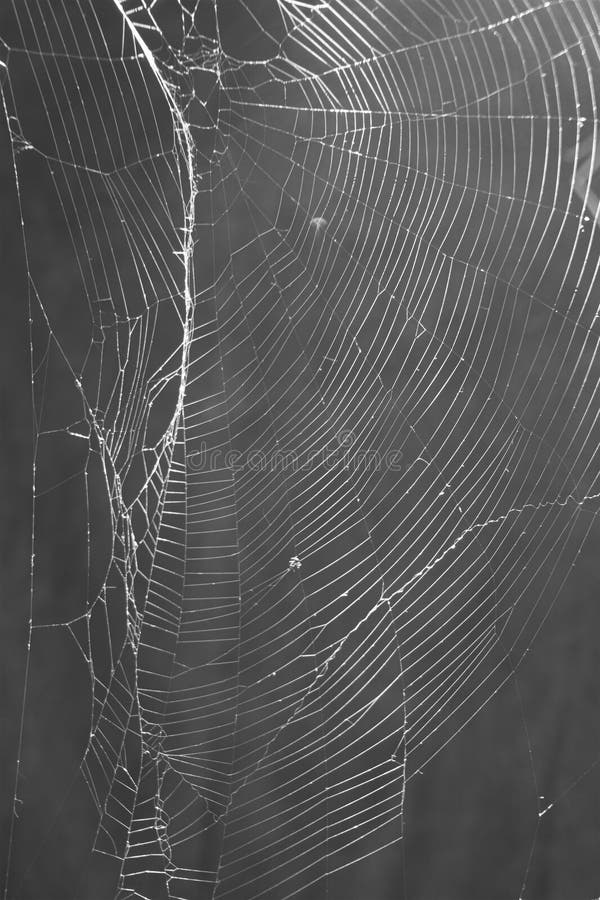 White Spider Web Threads on Dark Grey Background Stock Image - Image of ...