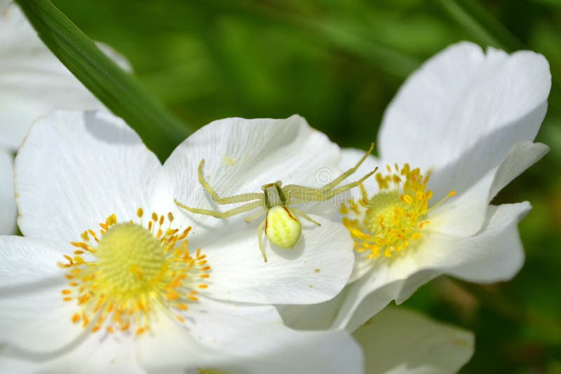 White spider white flowers stock photo. Image of footed - 37608420