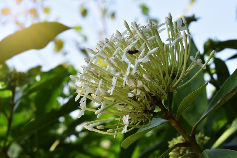 White Spike Flower on the Tree, Close Up Stock Photo - Image of bouquet ...