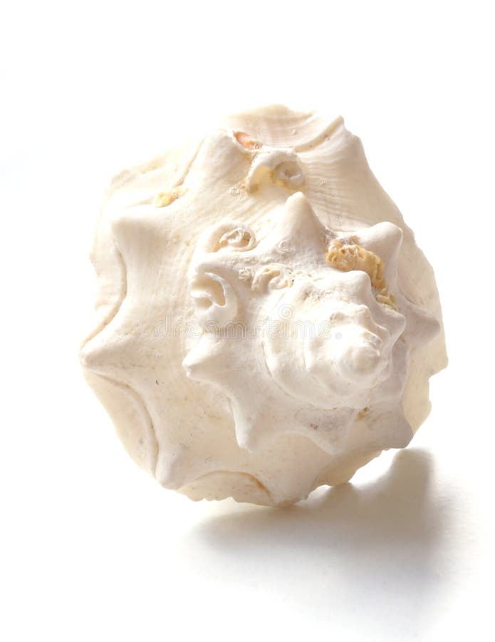 Spiky Seashell Standing on Sandy Tropical Beach Surface and Sea or ...