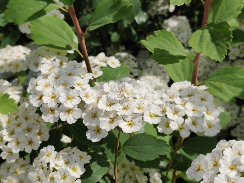 White Spiraea Flowers. Spring Blossoms and Green Leaves Stock Photo ...