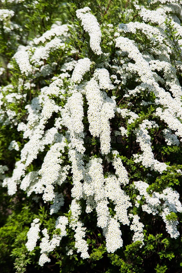 White Spiraea X Cinerea Plant Blooming Stock Photo - Image of ...