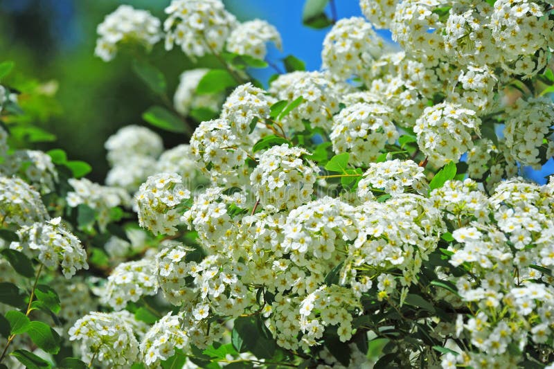 White Spiraea flower stock image. Image of spiraea, leaf - 93540131