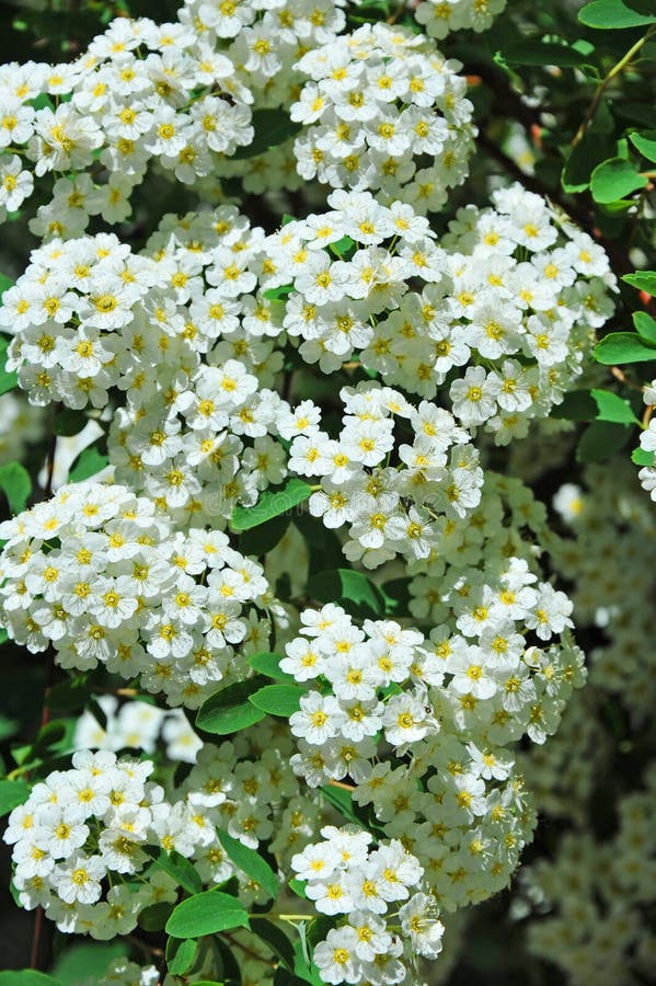 White Spiraea flower stock photo. Image of pistil, vegetation - 93737656