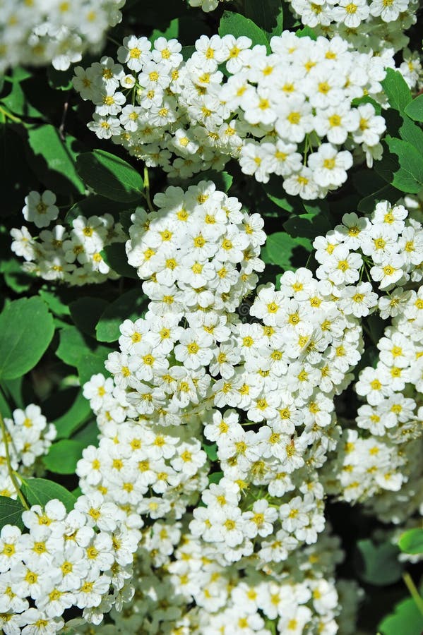 White Spiraea flower stock image. Image of pistil, beautiful - 93869725